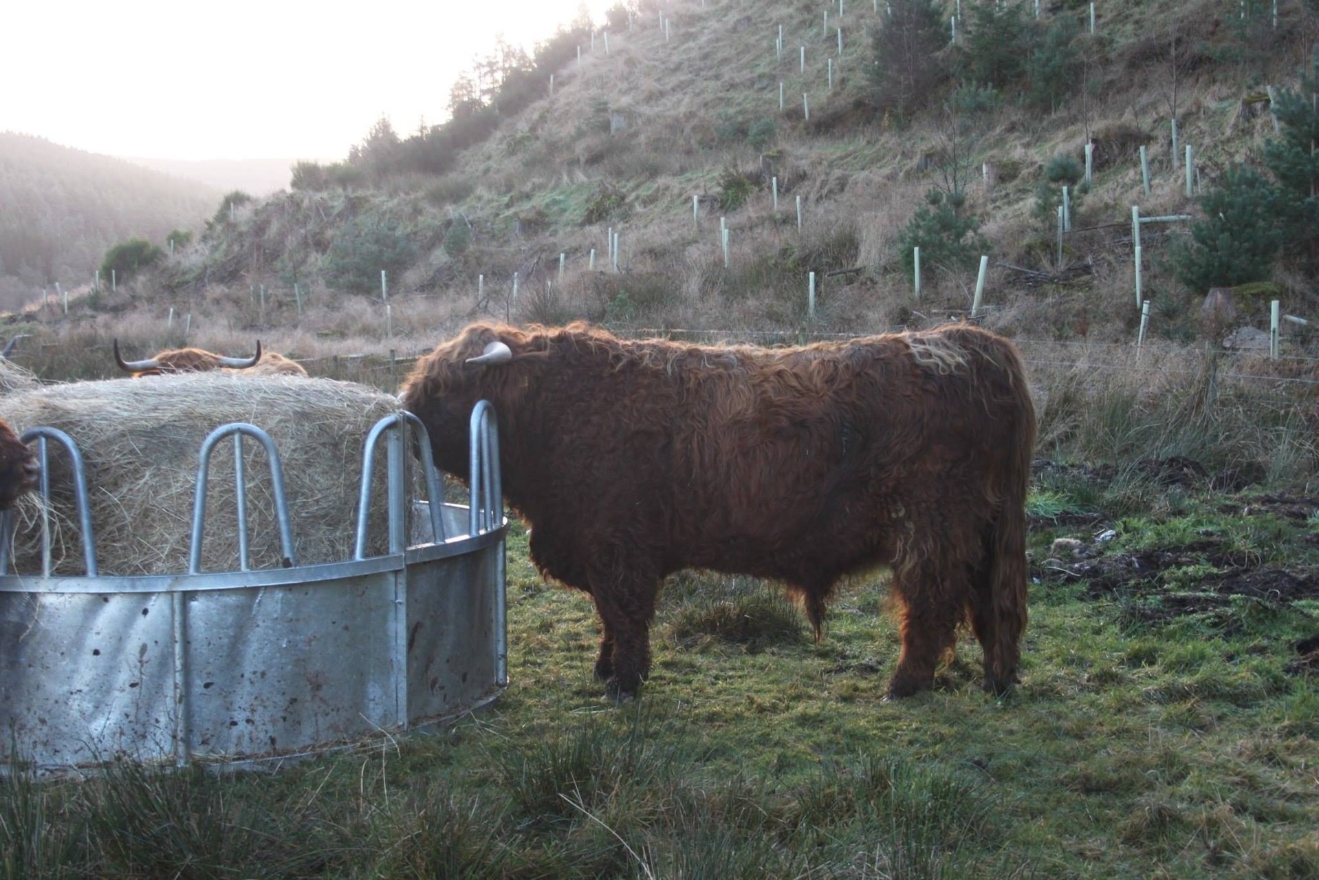 Native breeds photographs | Page 2 | The Farming Forum