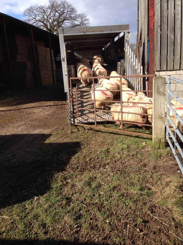 tack sheep | The Farming Forum