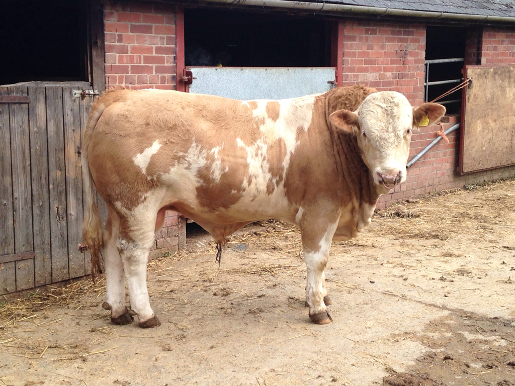 Pedigree Simmental Bulls | The Farming Forum