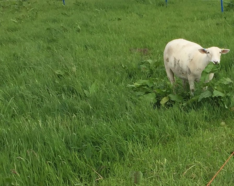 Weed forging sheep??? | Page 2 | The Farming Forum