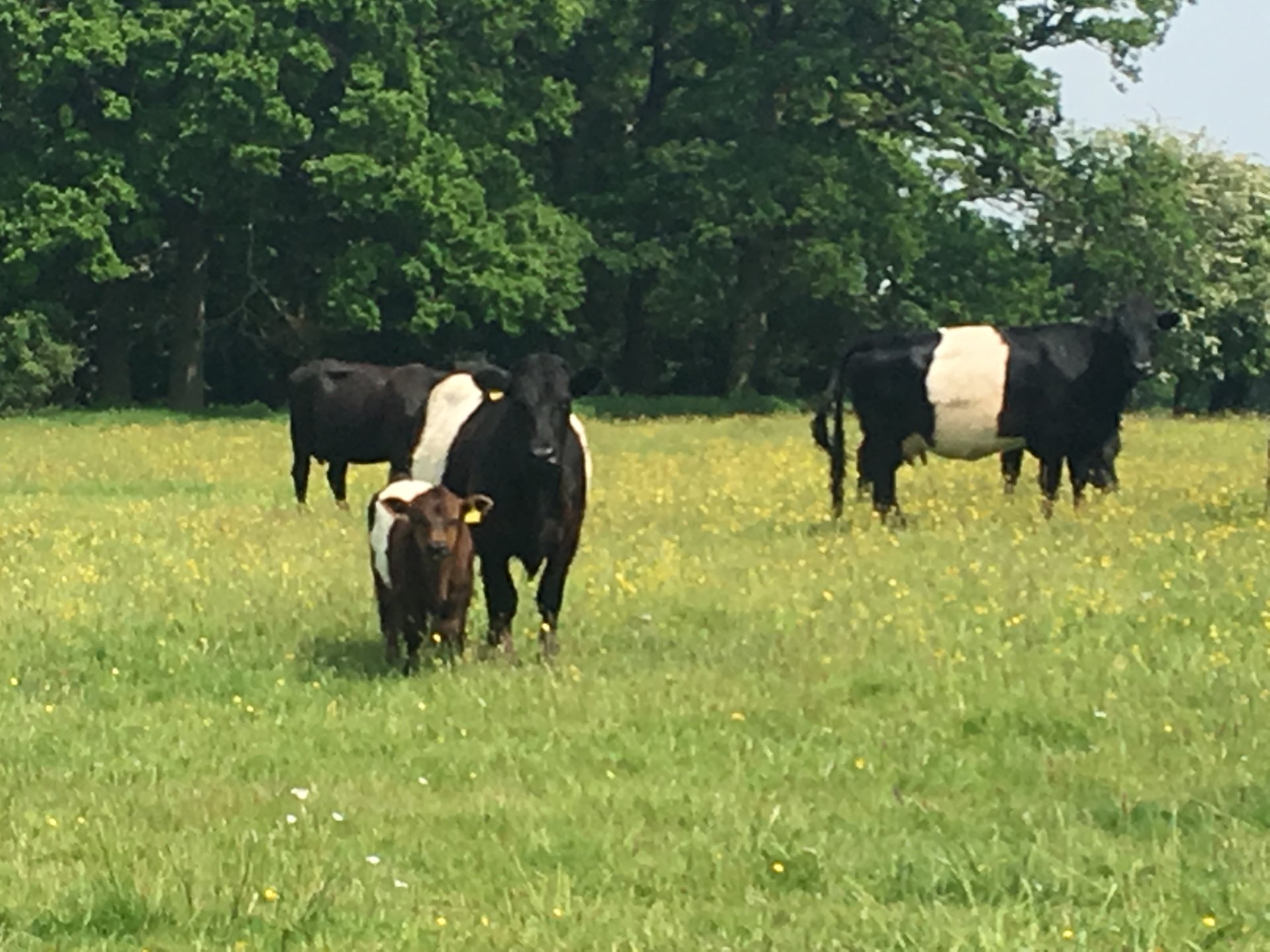 Belted Welsh Black Cattle For Sale | The Farming Forum