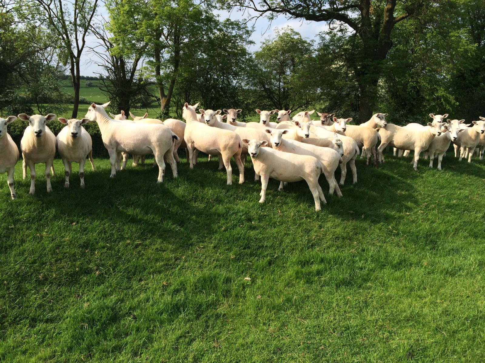 Texel X north country mules theaves | The Farming Forum