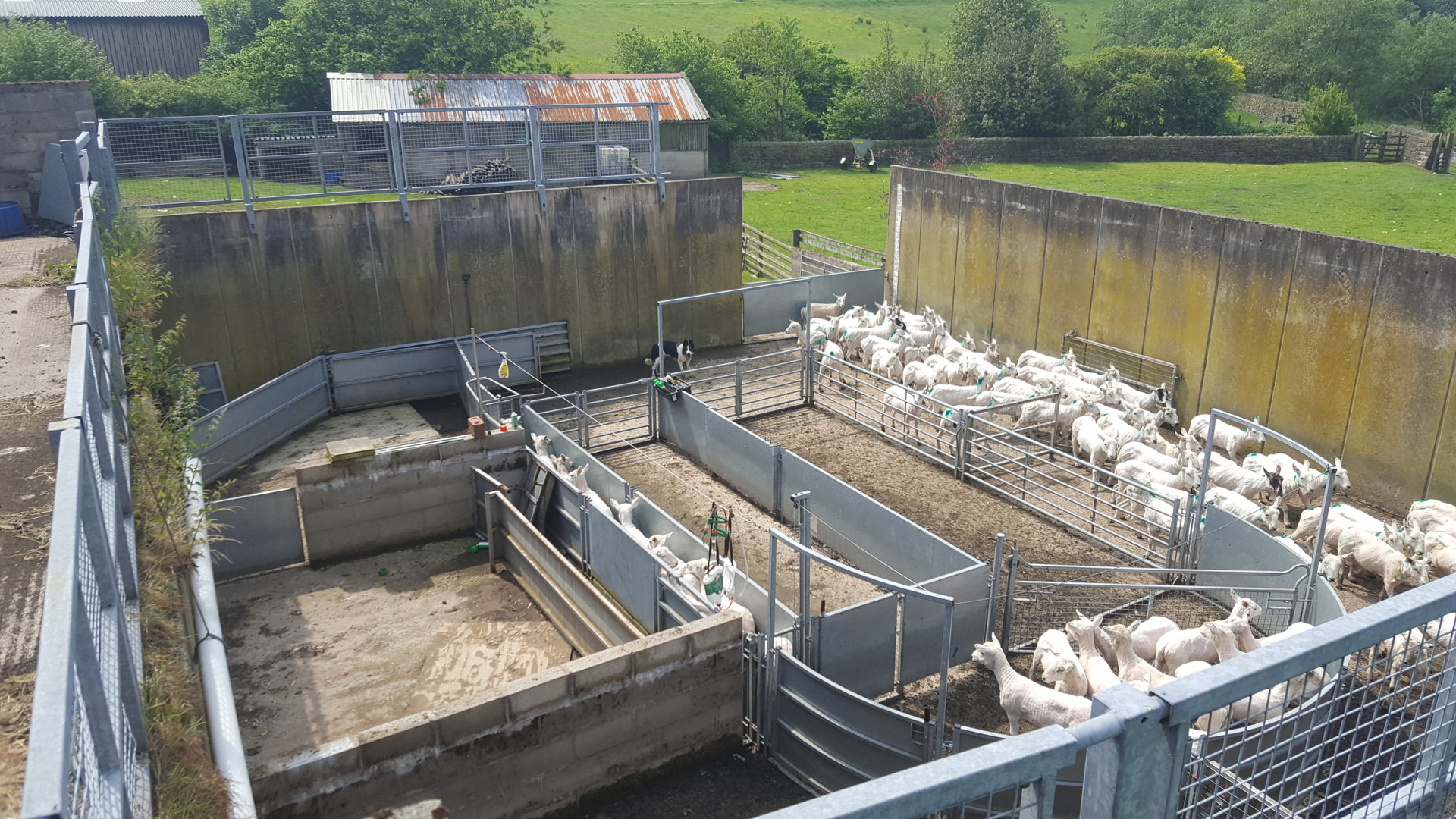 permanent sheep yards | Page 4 | The Farming Forum