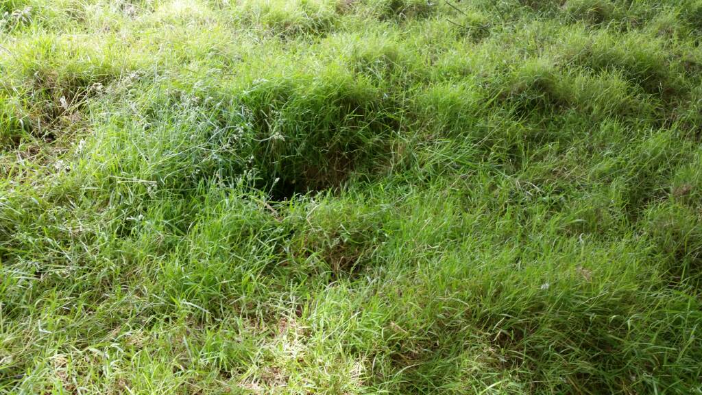 Spot the lamb. | The Farming Forum