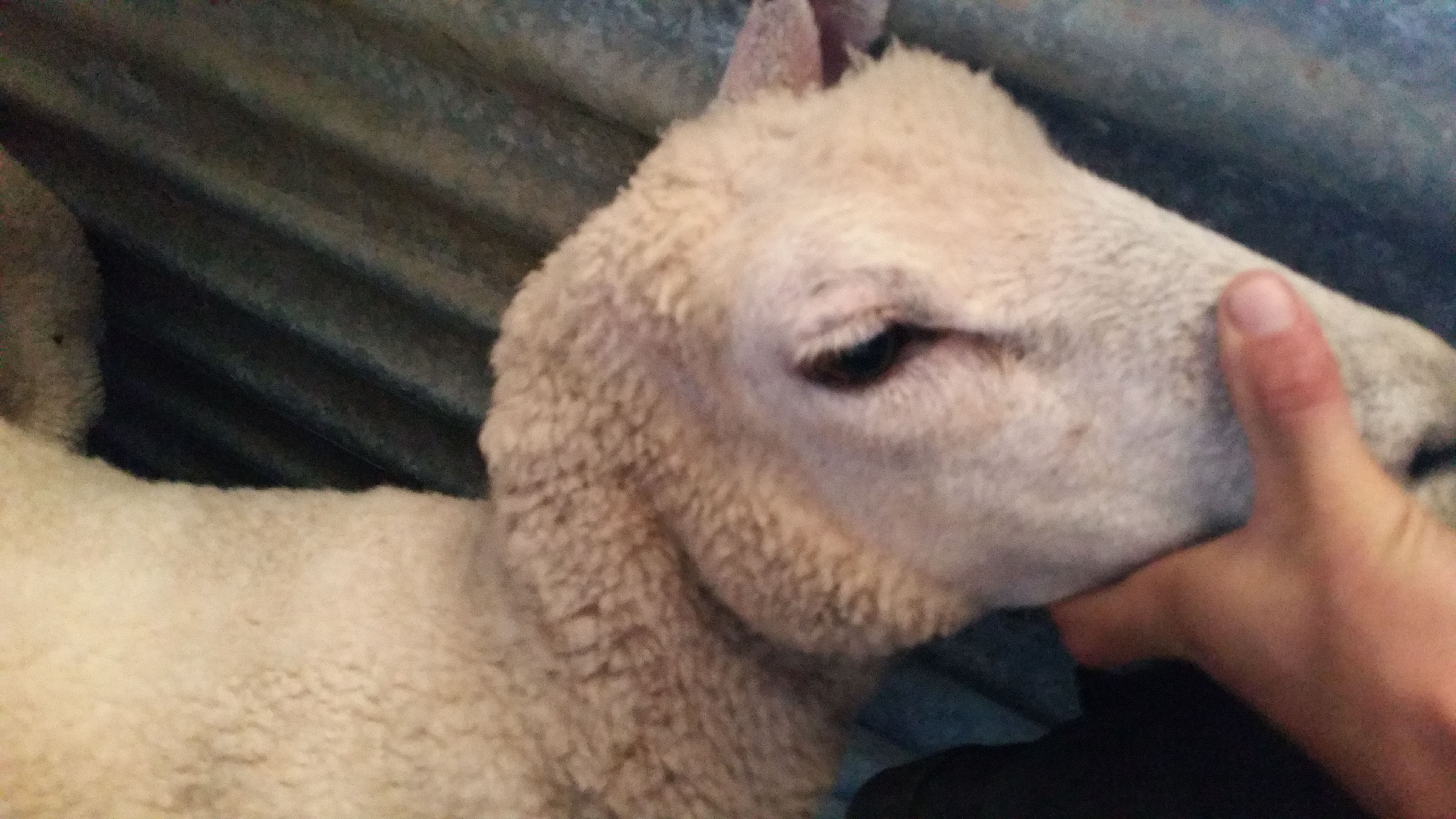 Photosensitisation | The Farming Forum