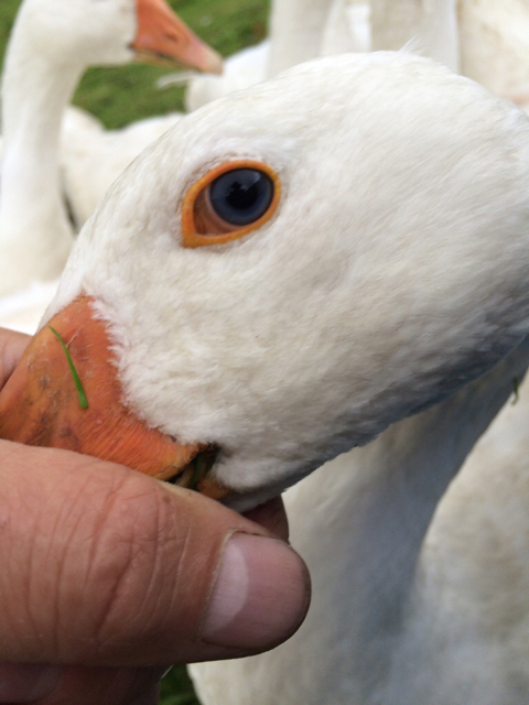 Sick Geese | The Farming Forum