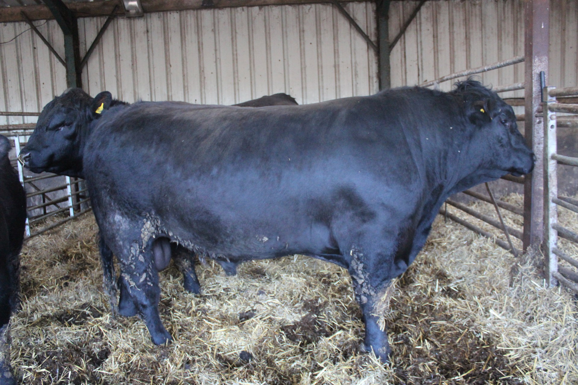 Aberdeen Angus bulls for sale - North Wales | The Farming Forum