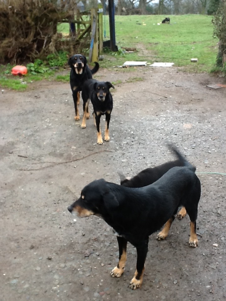 Huntaway Pups for sale | The Farming Forum