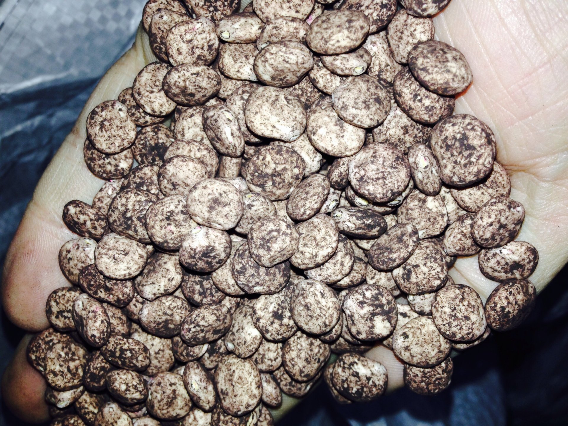 Guess the seed ? | The Farming Forum