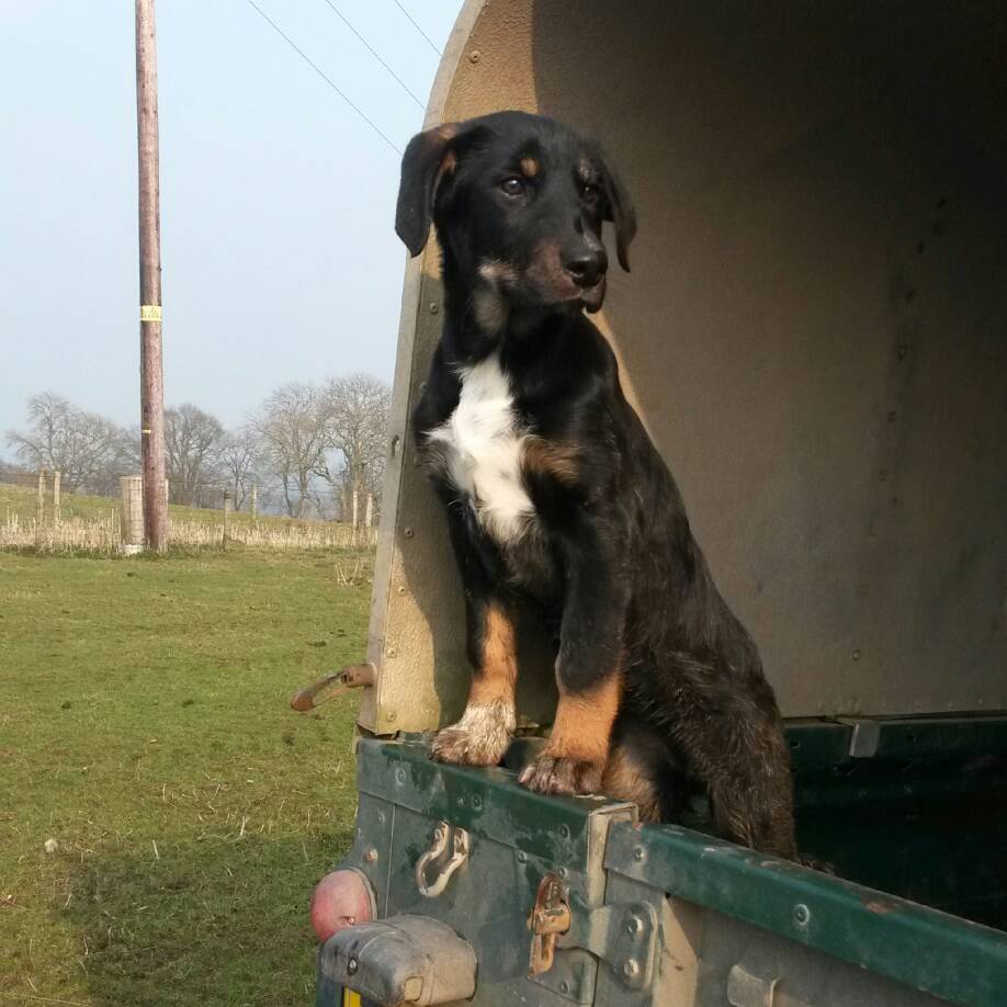 Huntaway Pups for sale | The Farming Forum