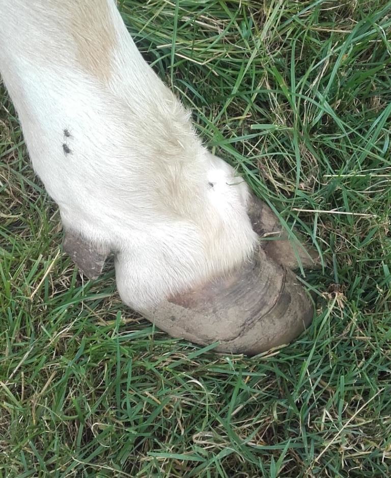 Cracking in cow's feet | The Farming Forum