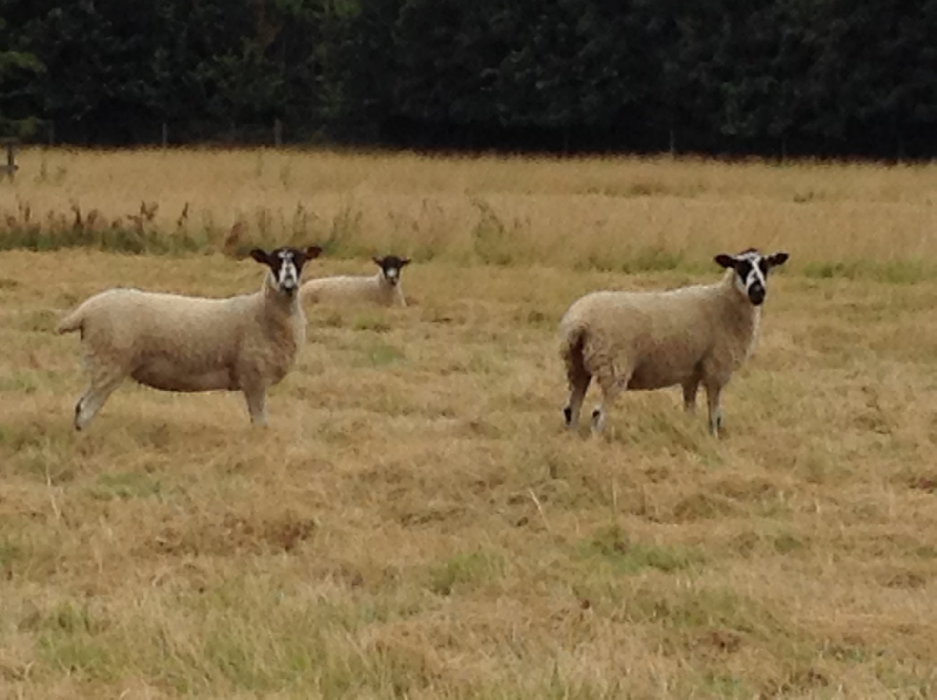 North Country Mule Shearlings for sale | The Farming Forum