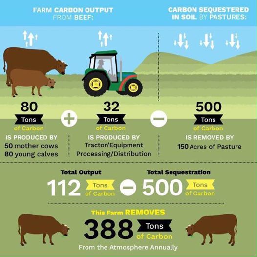 The Carbon Cycle (Beef) | The Farming Forum