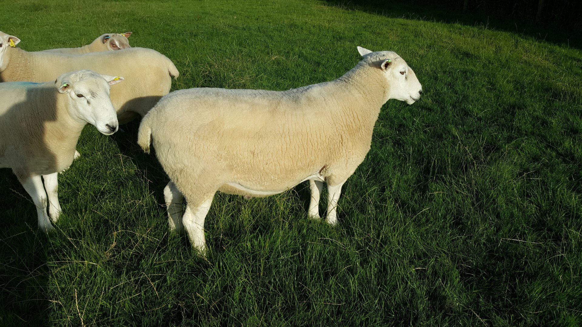 Lleyn Rams & Teaser for sale | The Farming Forum