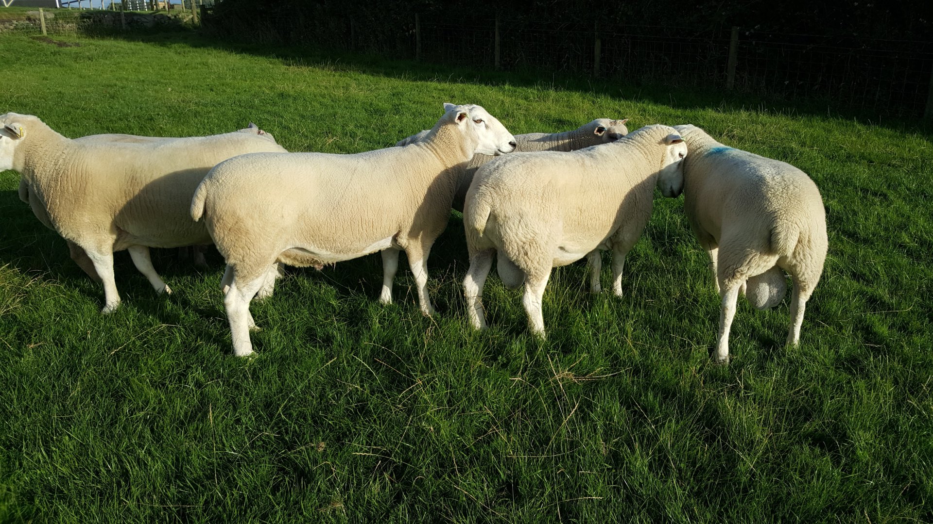 Lleyn Rams & Teaser for sale | The Farming Forum