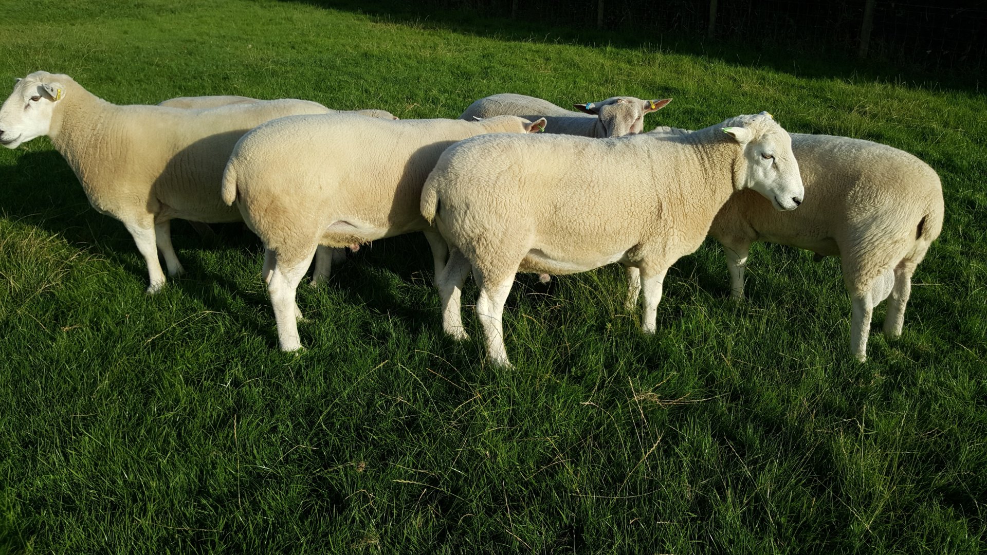 Lleyn Rams & Teaser for sale | The Farming Forum