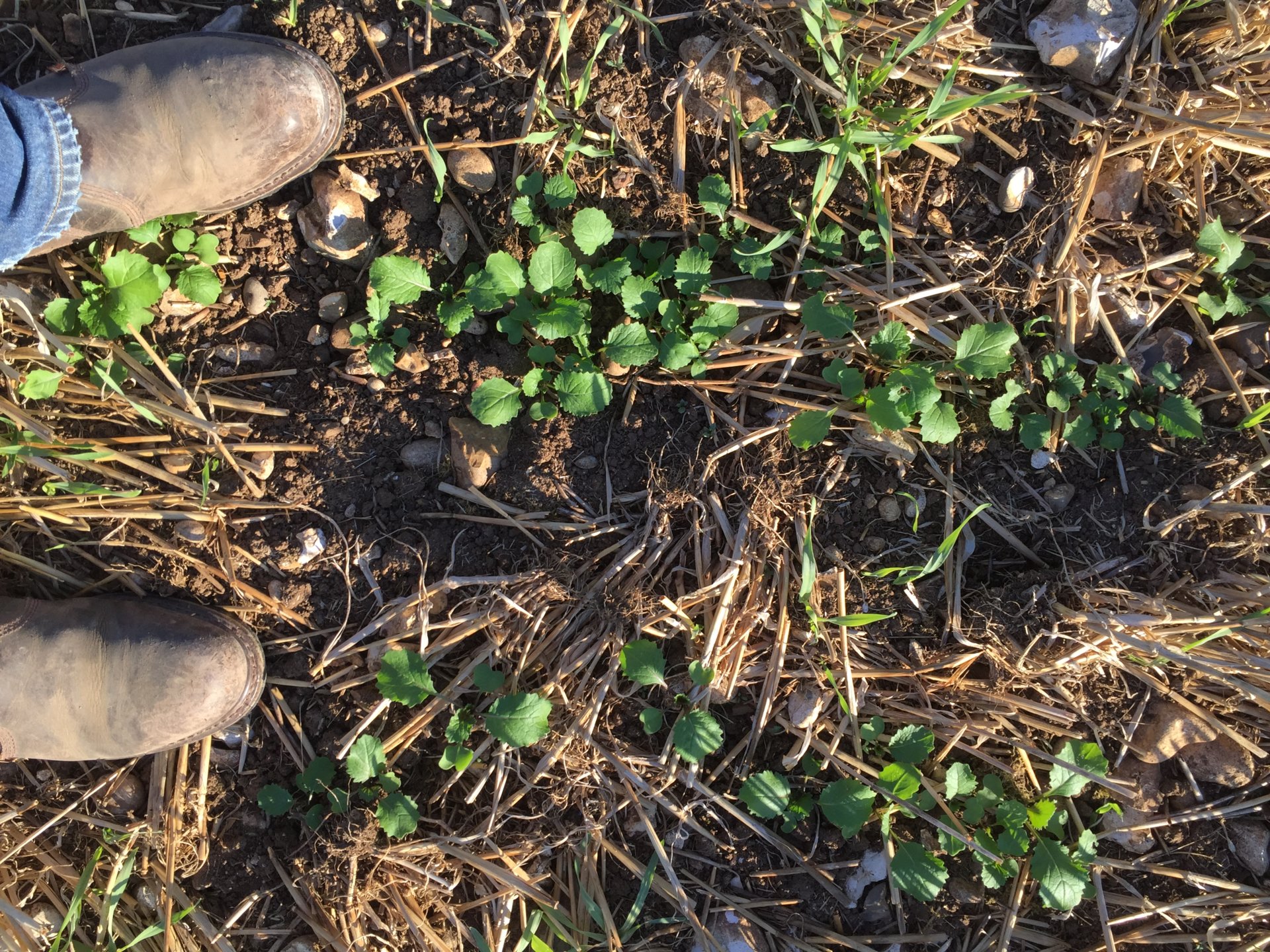 Establishing stubble turnips | Page 2 | The Farming Forum