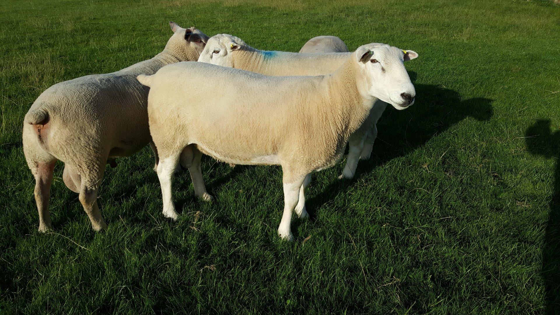 Lleyn Rams & Teaser for sale | The Farming Forum
