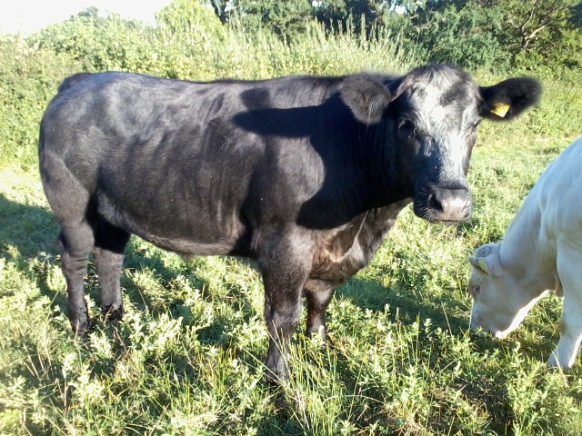 British blue cross steers at Frome market | The Farming Forum