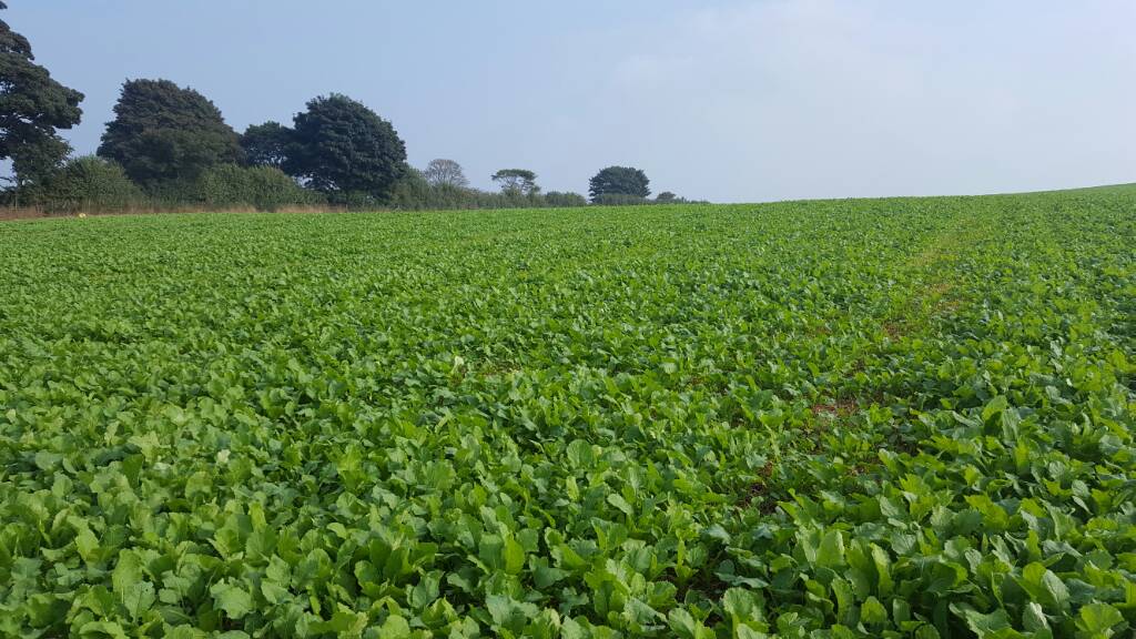 Establishing stubble turnips | Page 2 | The Farming Forum