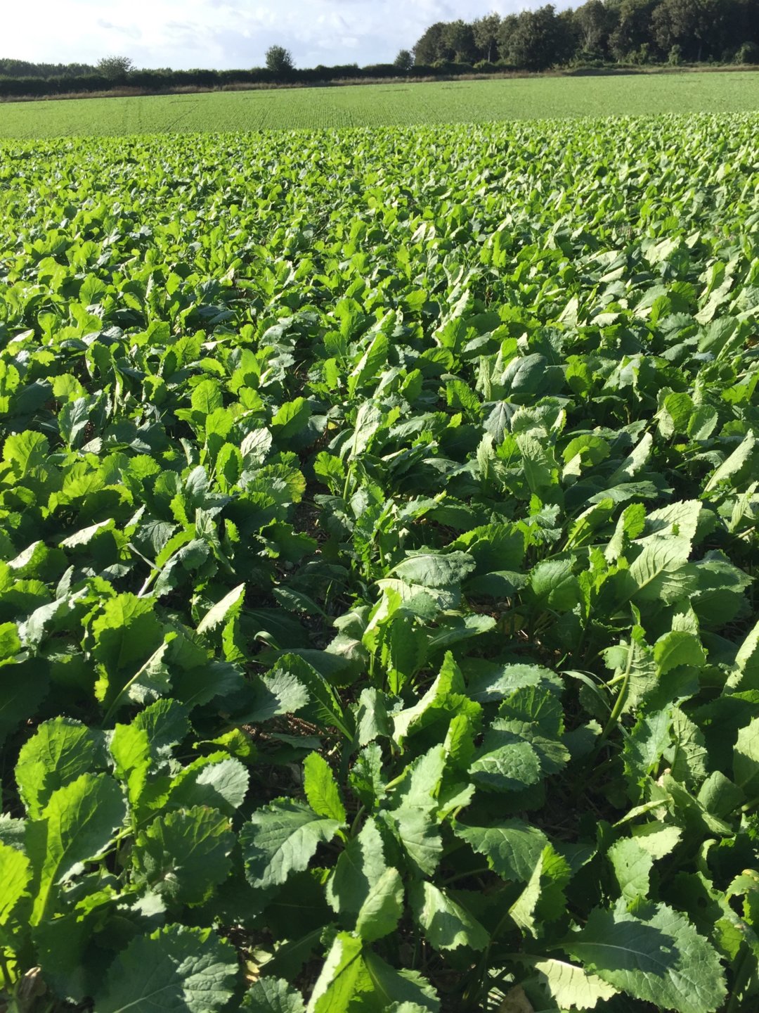Establishing stubble turnips | Page 2 | The Farming Forum