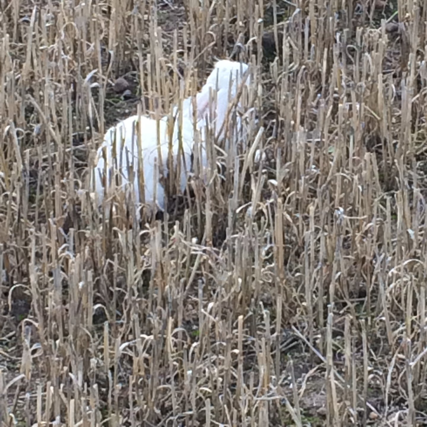 Never Seen That Before... | The Farming Forum
