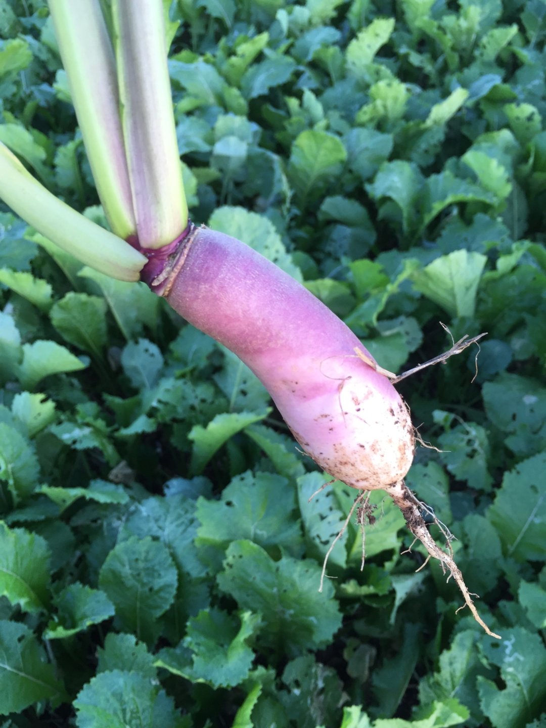 Establishing stubble turnips | Page 3 | The Farming Forum
