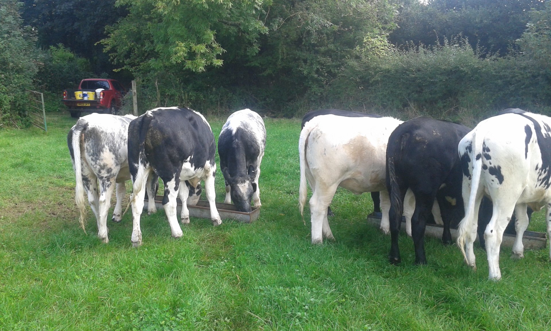 Poor store cattle | Page 2 | The Farming Forum