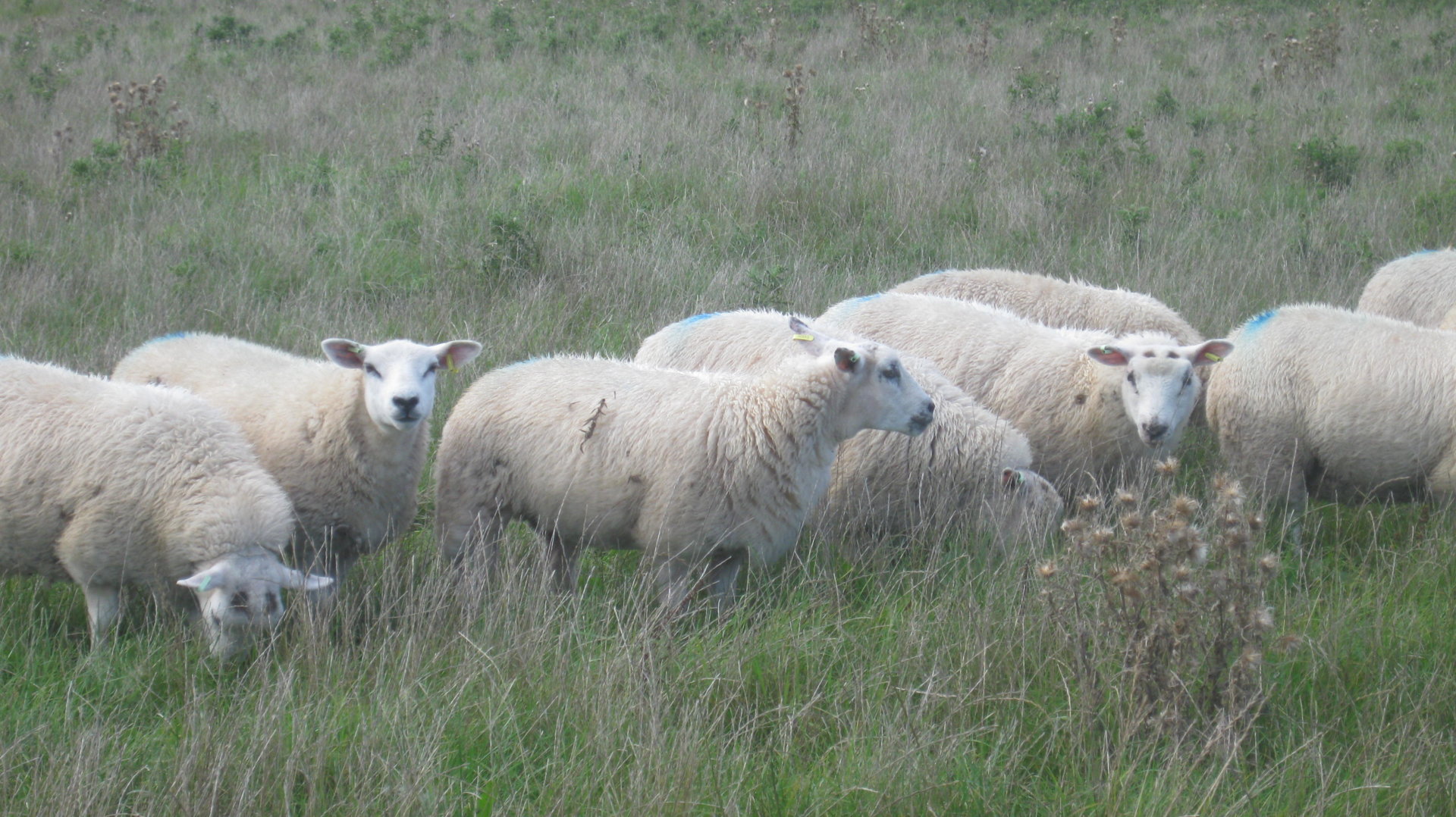 Texel x mule ewe lambs | The Farming Forum