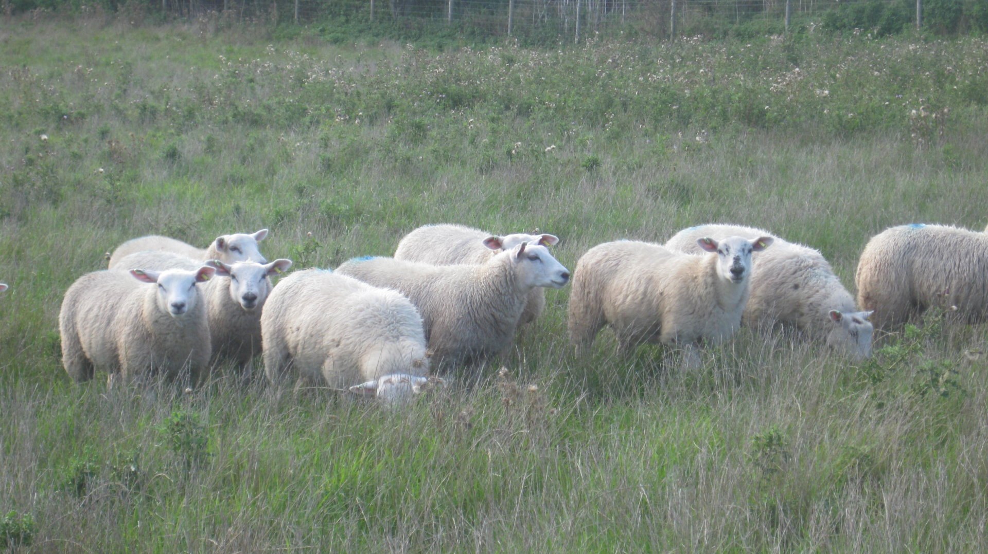 Texel x mule ewe lambs | The Farming Forum