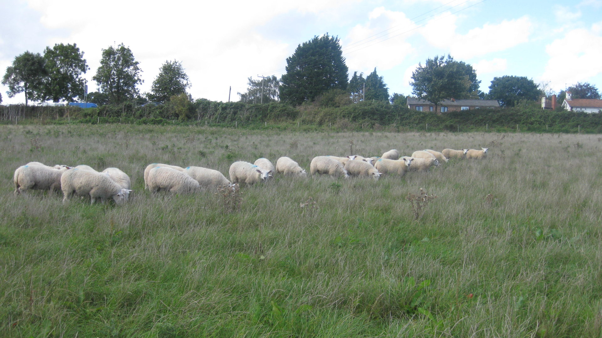 Texel x mule ewe lambs | The Farming Forum