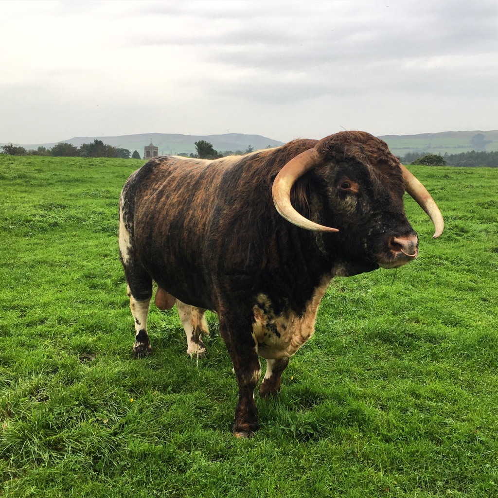 English Longhorn Bull | The Farming Forum