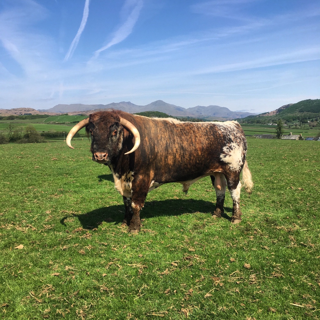 English Longhorn Bull | The Farming Forum
