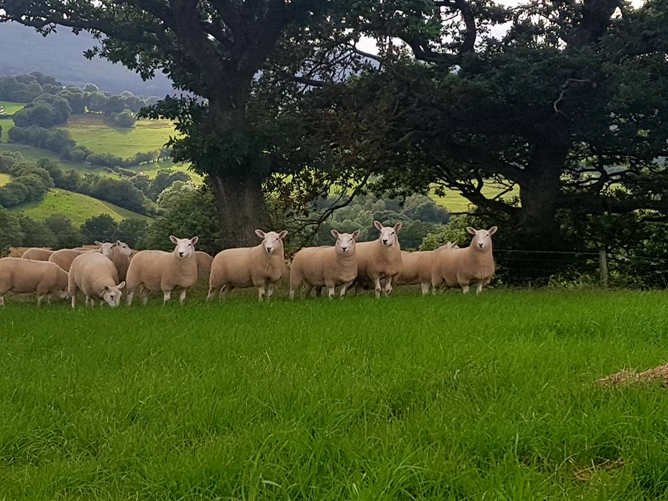 Pentre Farm | The Farming Forum
