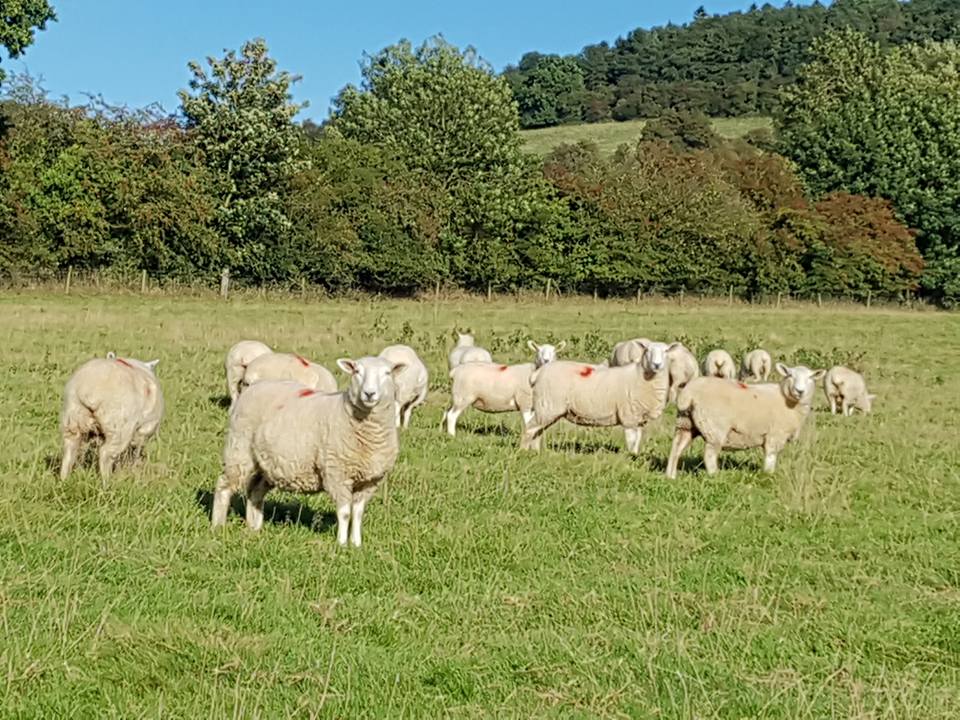 Pentre Farm | The Farming Forum