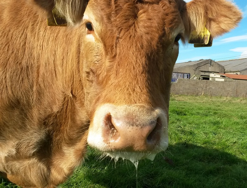 Drooling COW | Page 2 | The Farming Forum