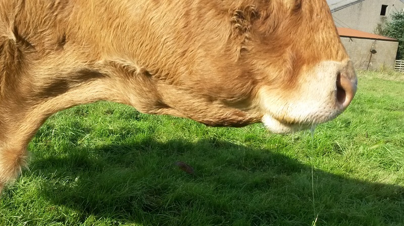 Drooling COW | Page 2 | The Farming Forum