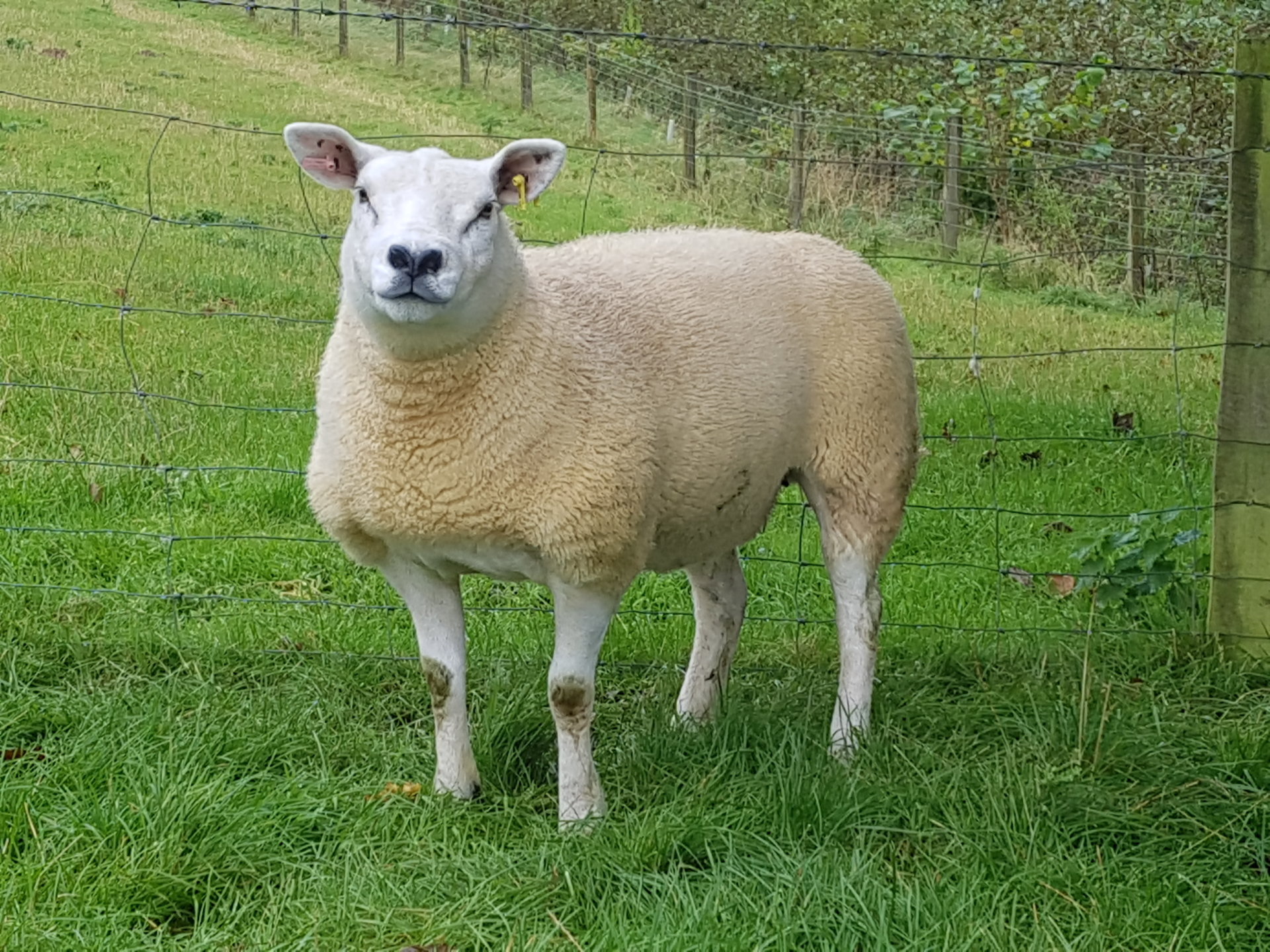 Pentre Farm | The Farming Forum