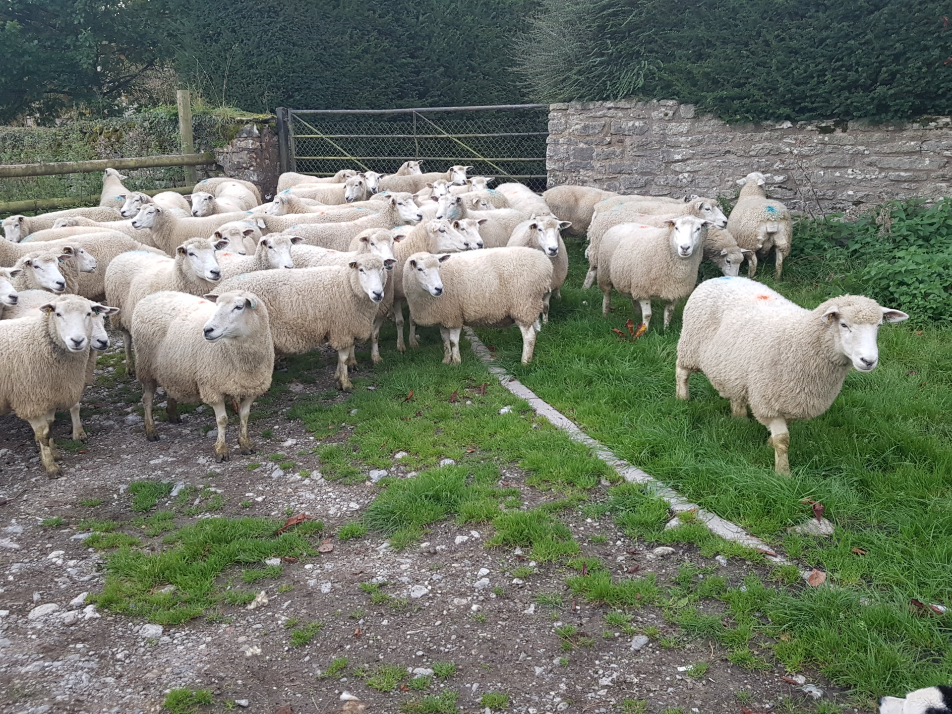 Pentre Farm | The Farming Forum