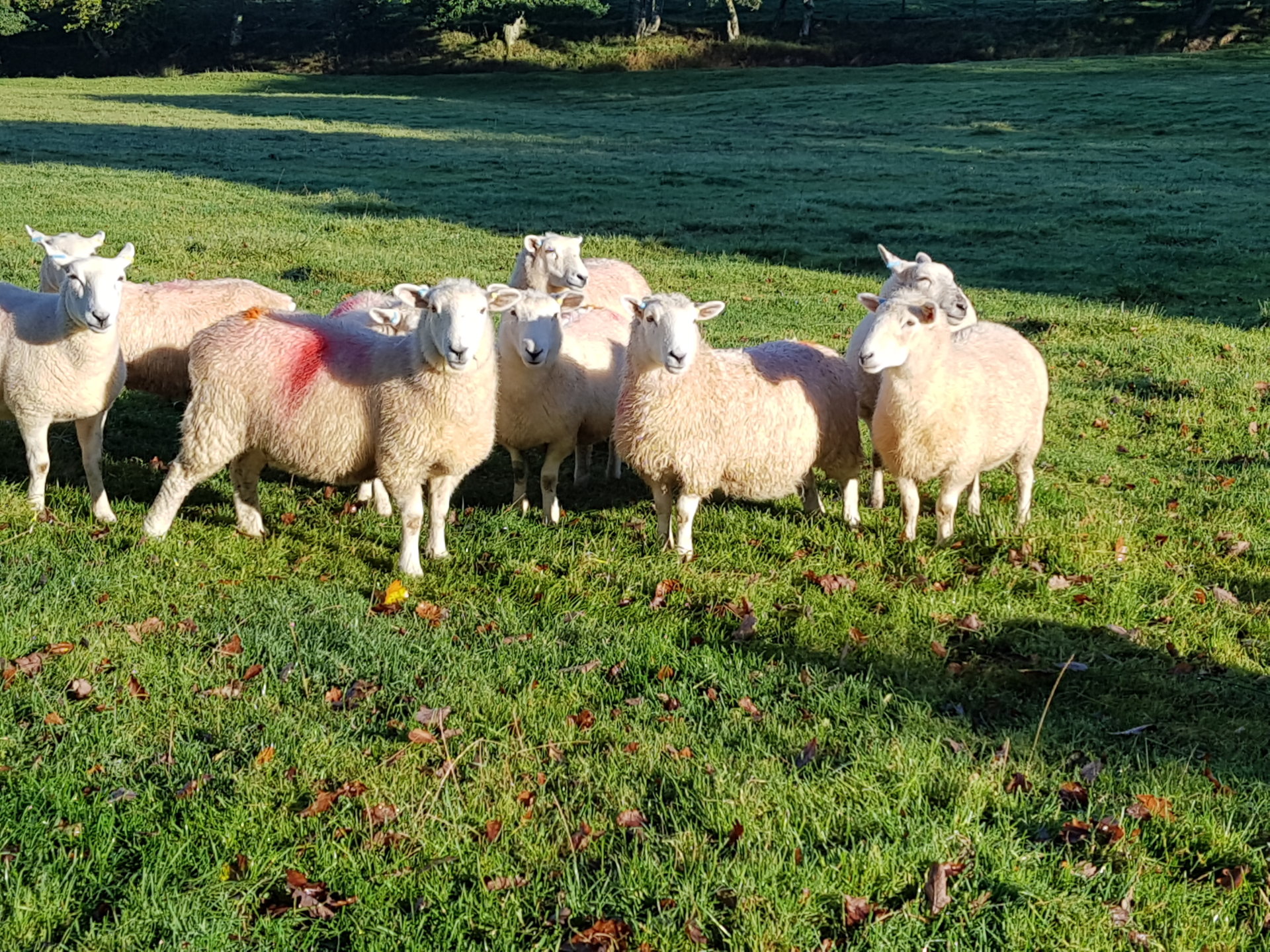 Pentre Farm | The Farming Forum