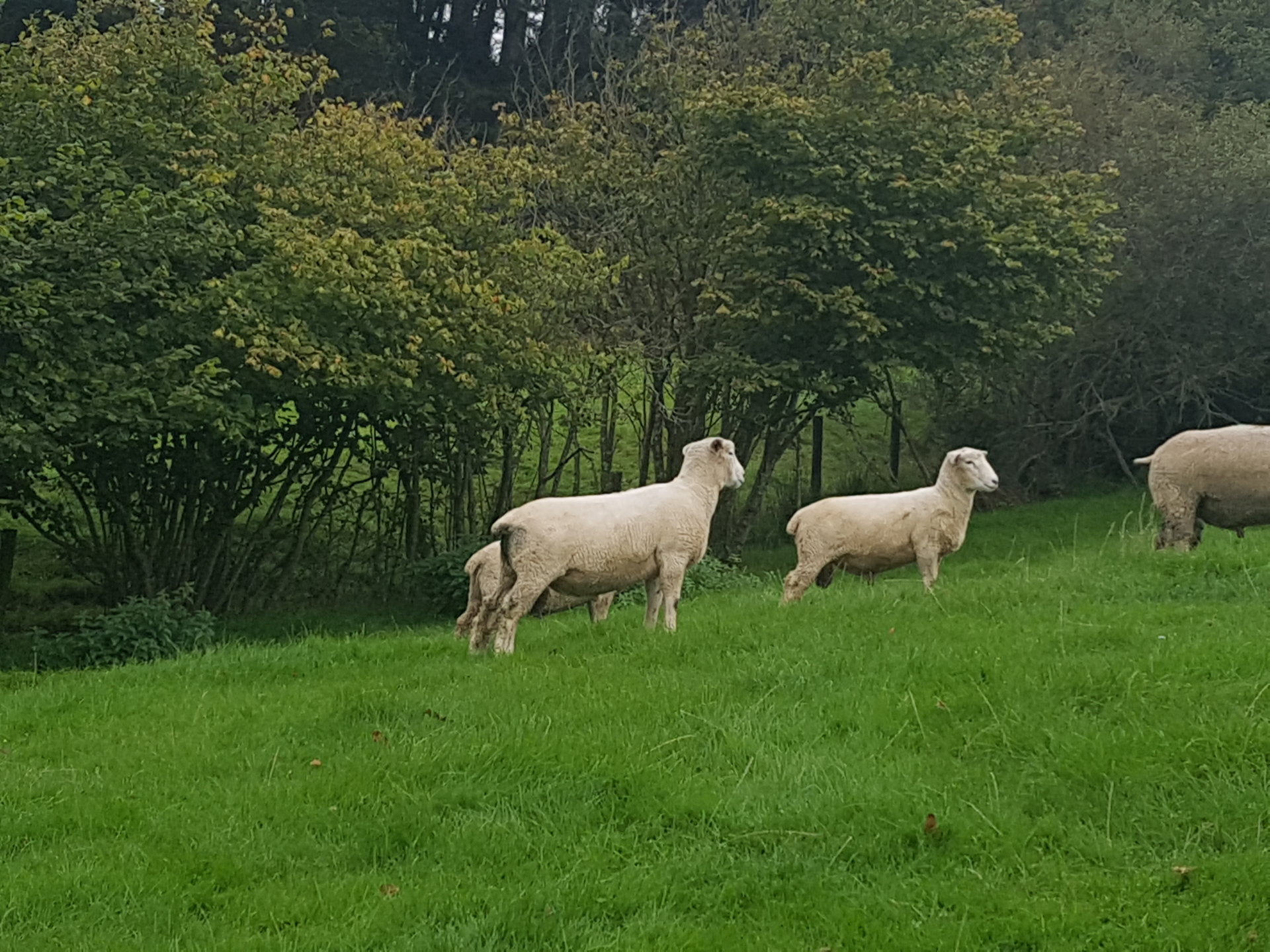 Pentre Farm | The Farming Forum