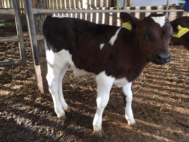 Fleckvieh Bull Calves | The Farming Forum
