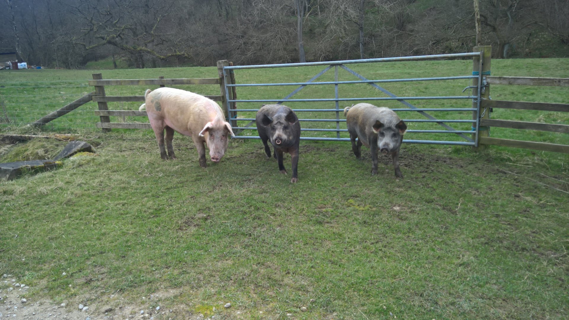 Keeping pigs | The Farming Forum