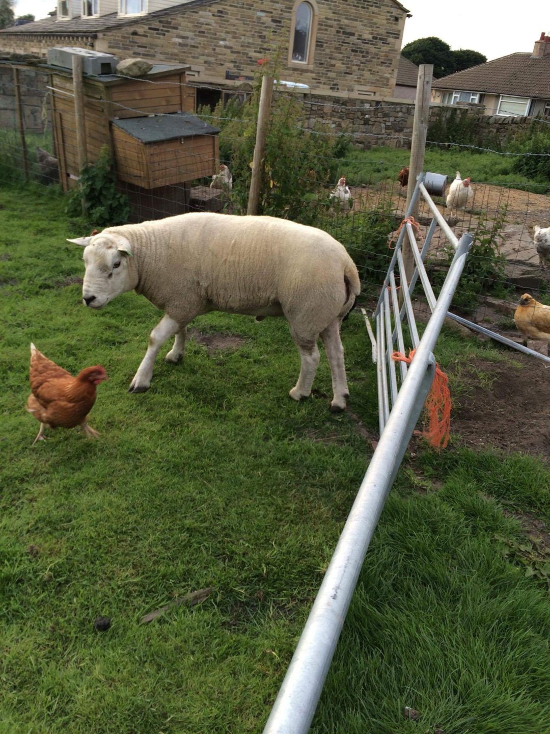 Tupping hoggs | The Farming Forum