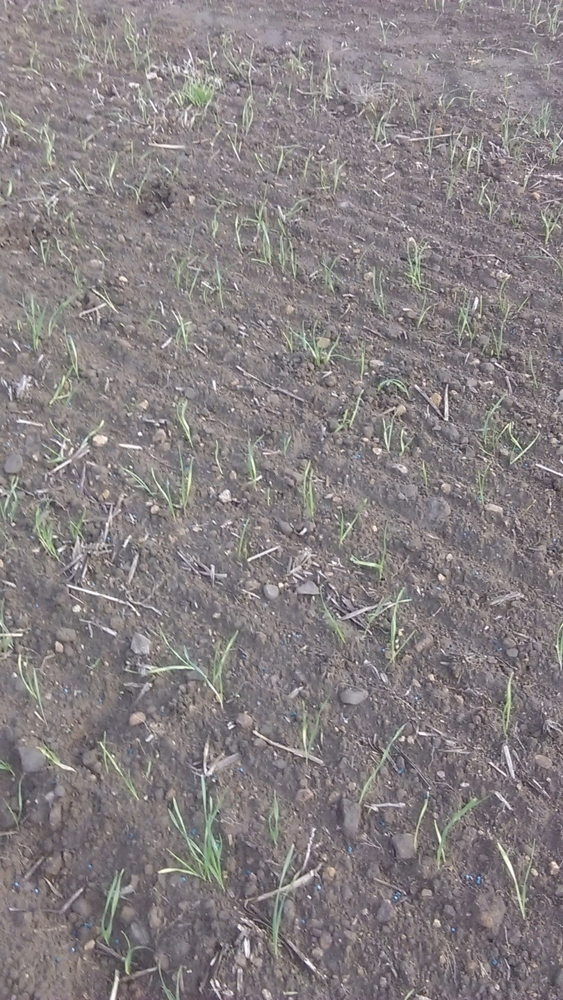 Dry weather affecting crops | The Farming Forum
