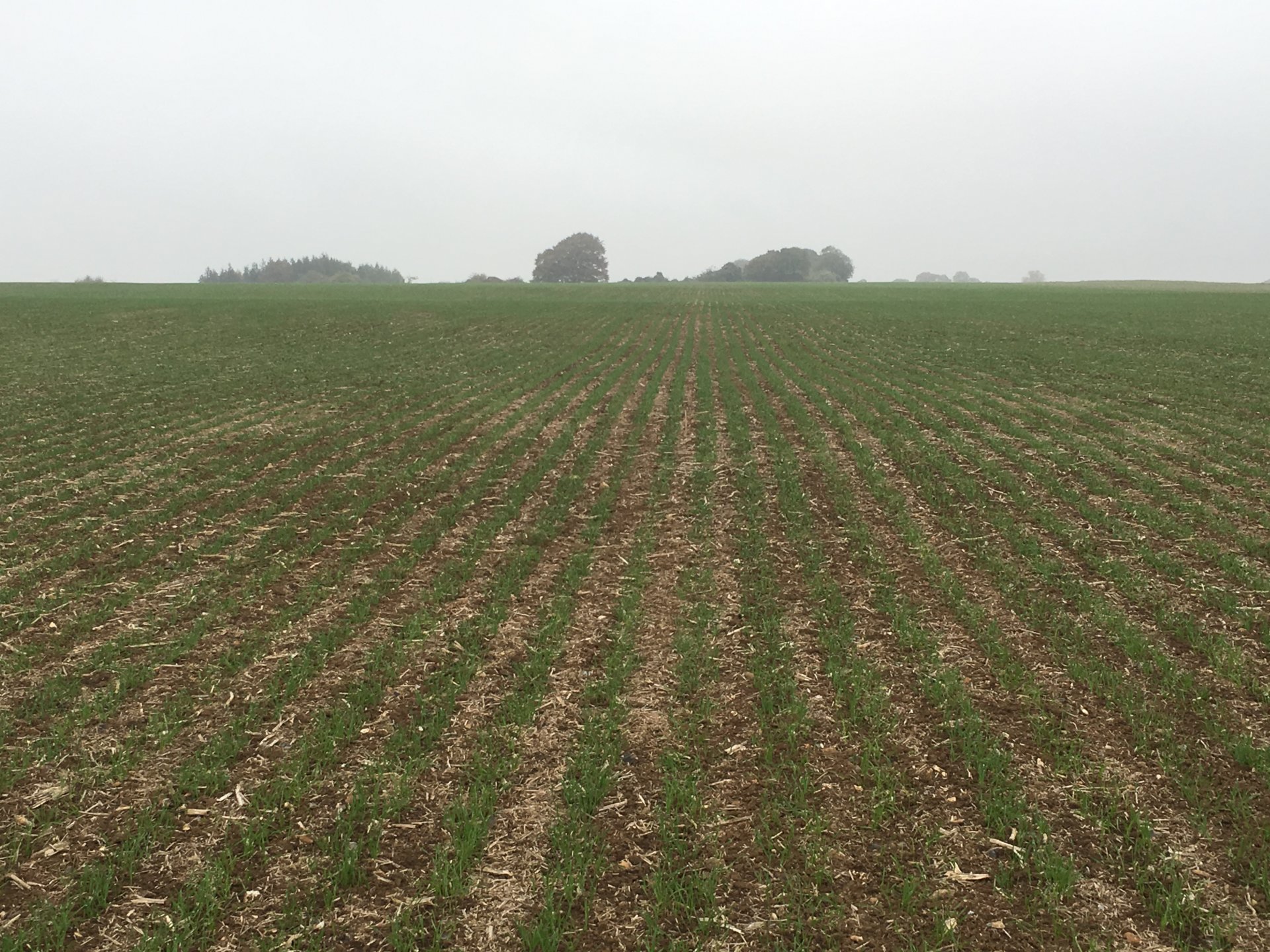 Dry weather affecting crops | The Farming Forum