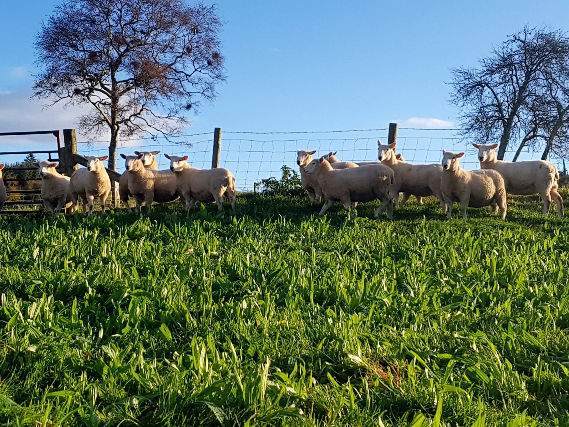 Pentre Farm | The Farming Forum