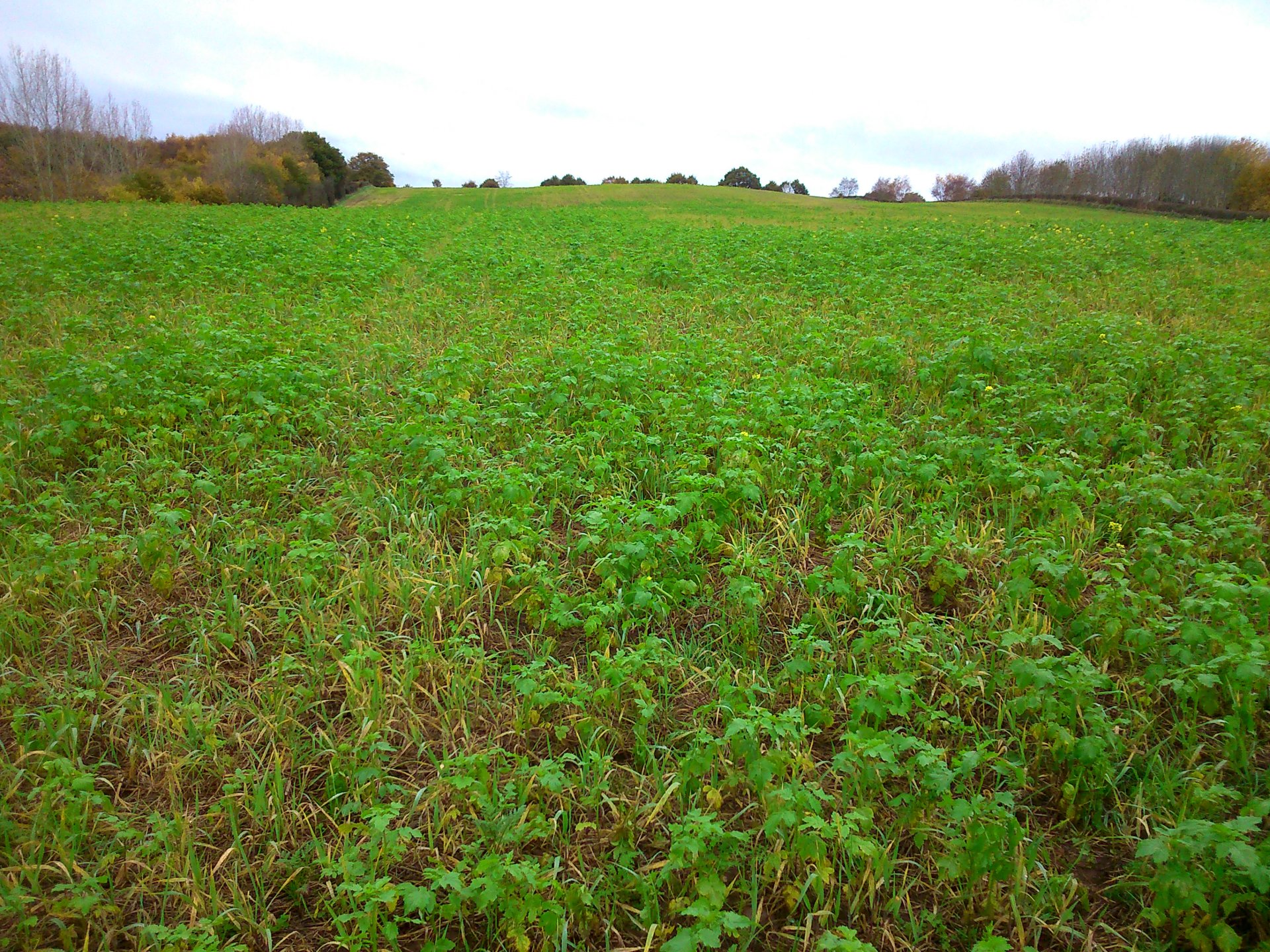 cover crop stunted roots | The Farming Forum