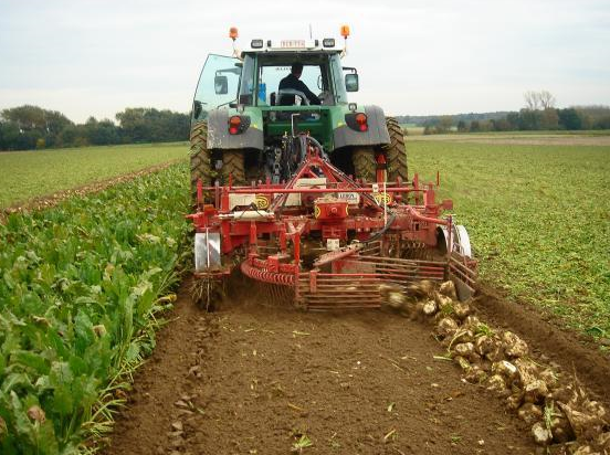 Fodder beet lifter wanted | The Farming Forum