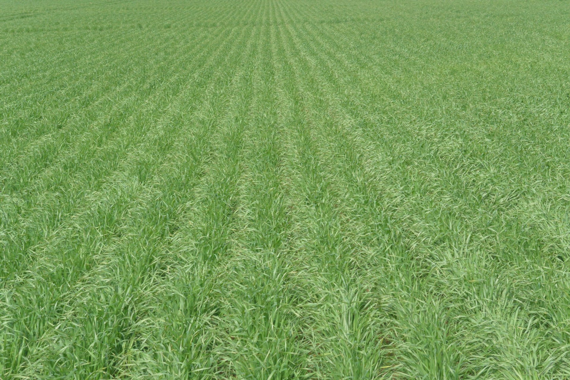 Mulika spring wheat | Page 2 | The Farming Forum
